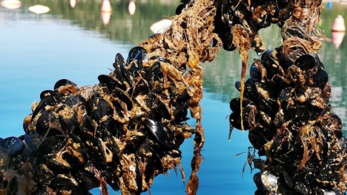 Novigradska dagnja postala 43. hrvatski proizvod zaštićenog naziva u ...